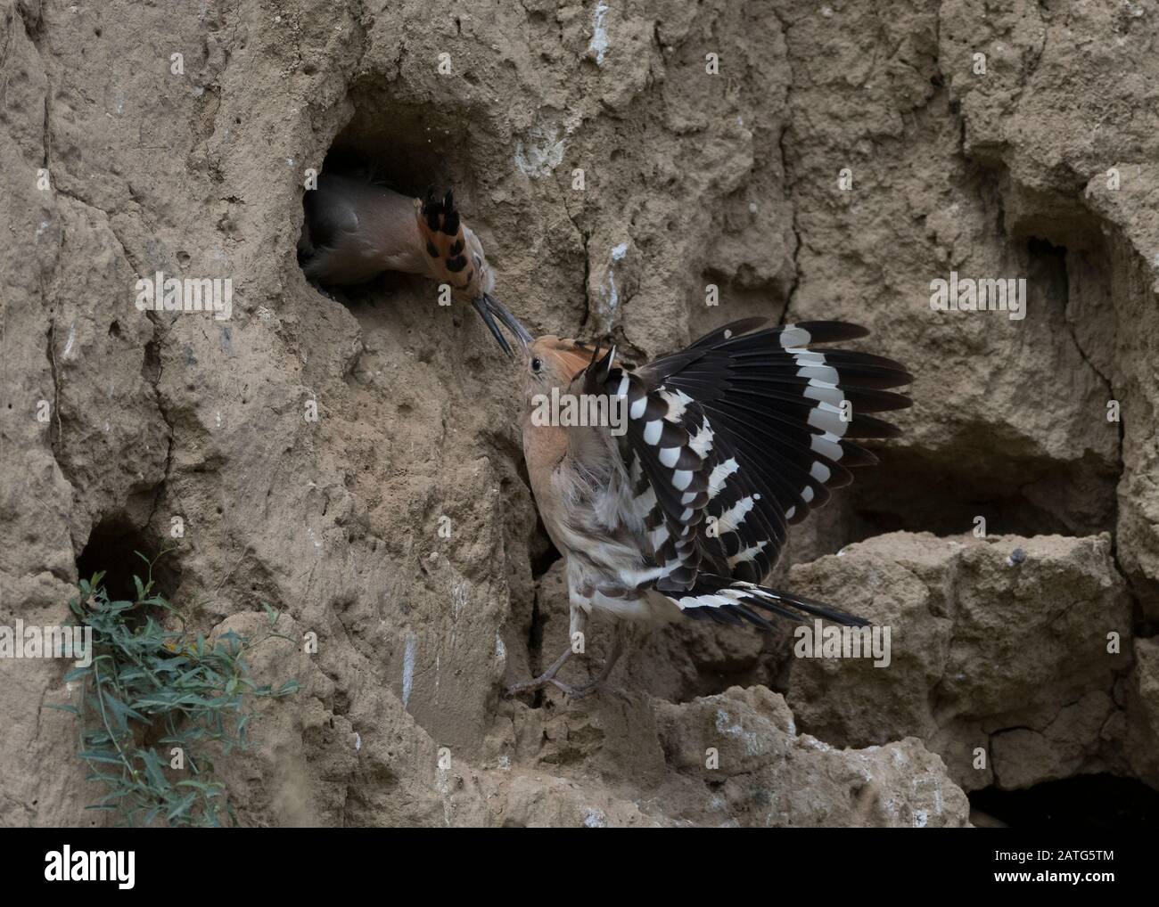 Hoopoe (Upupa epops), feeding young at nest, Hortobágy National Park, Hungary Stock Photo - Alamy