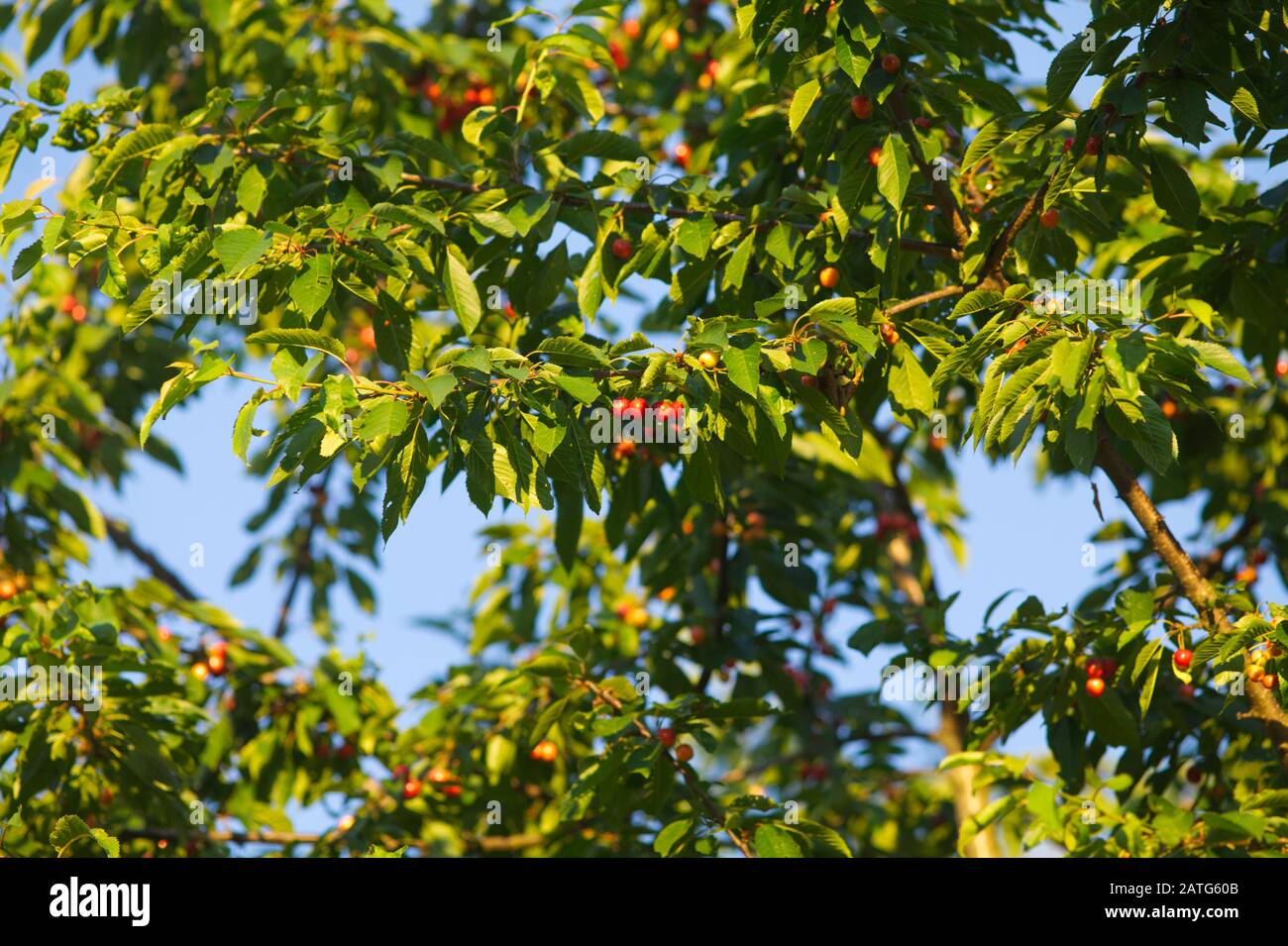 Homegrown cherry tree hi-res stock photography and images - Alamy