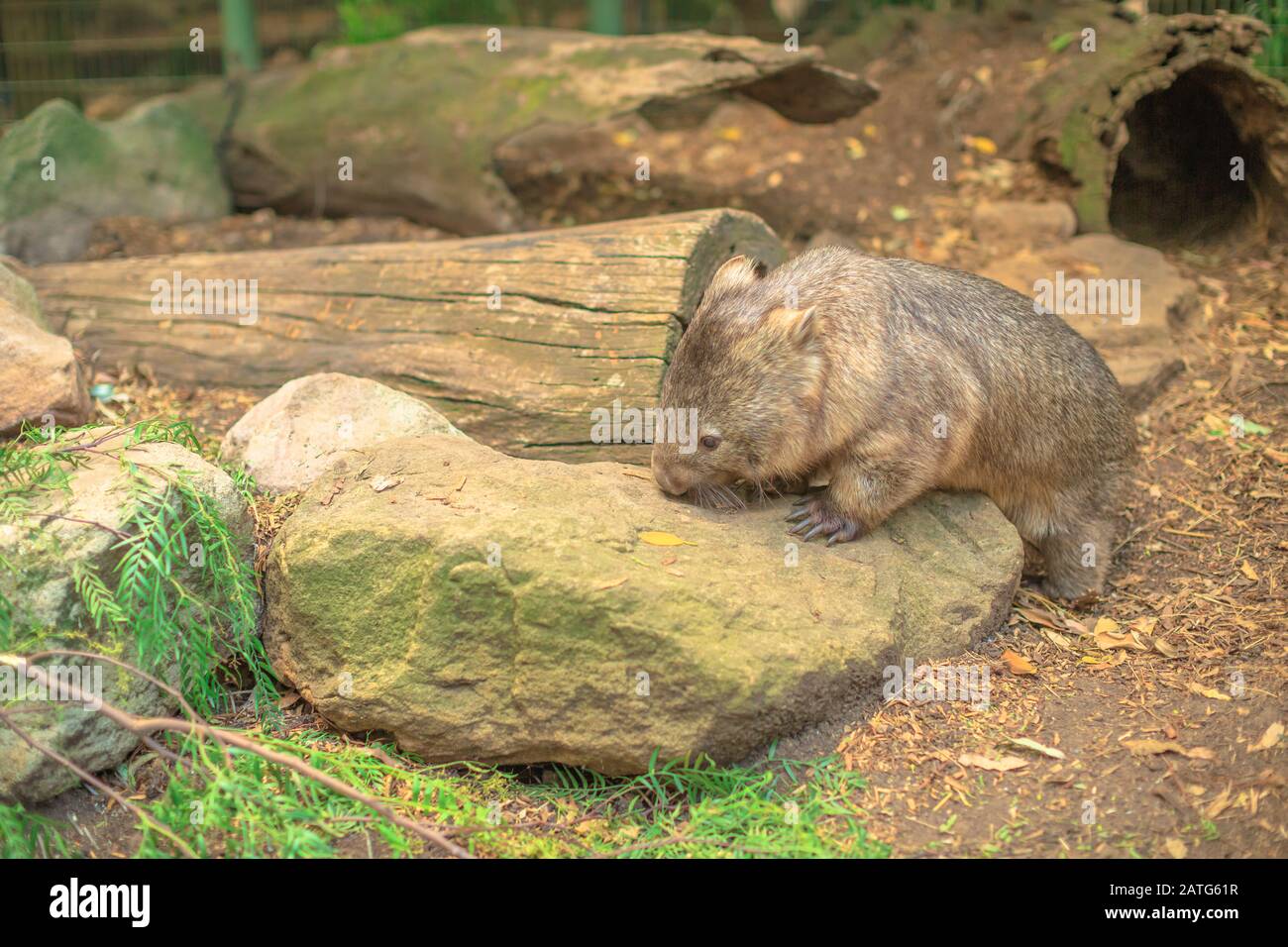 Wombat eating hi-res stock photography and images - Alamy