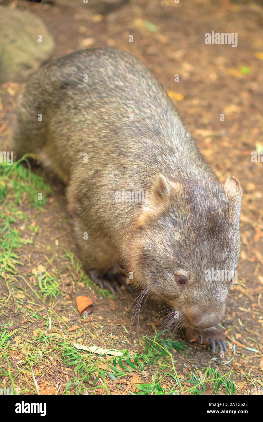 Wombat eating hi-res stock photography and images - Alamy