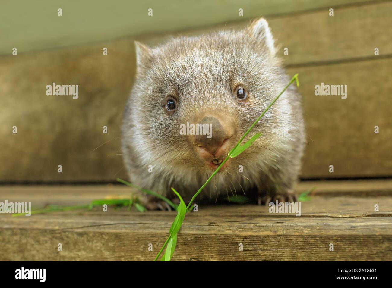 Baby wombat hi-res stock photography and images - Alamy