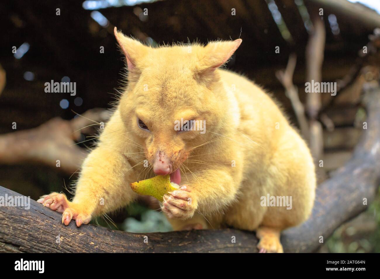 Australian Possums High Resolution Stock Photography and Images - Alamy