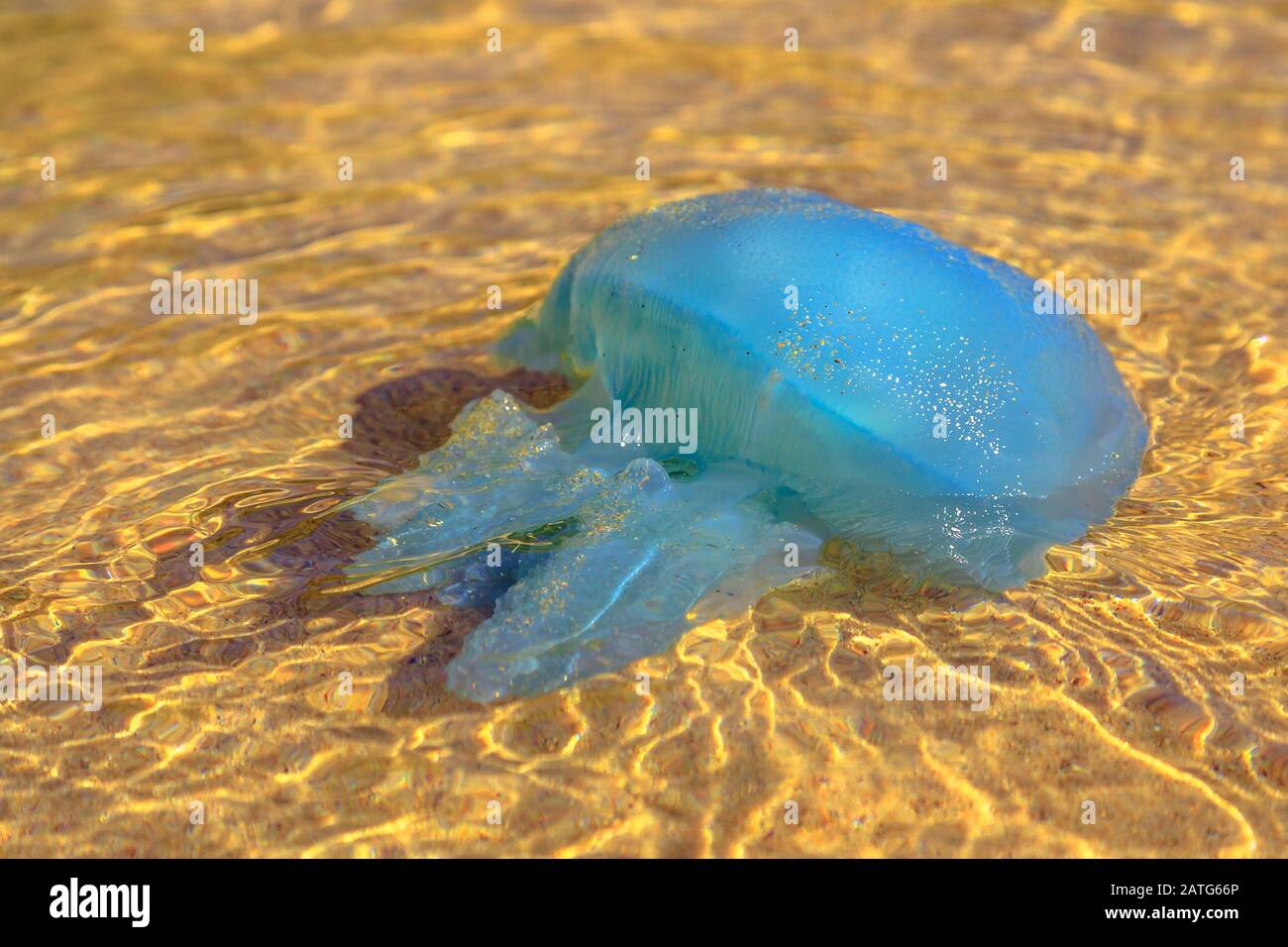 Closeup of a blue jellyfish species Velella, near the shore at low tide ...