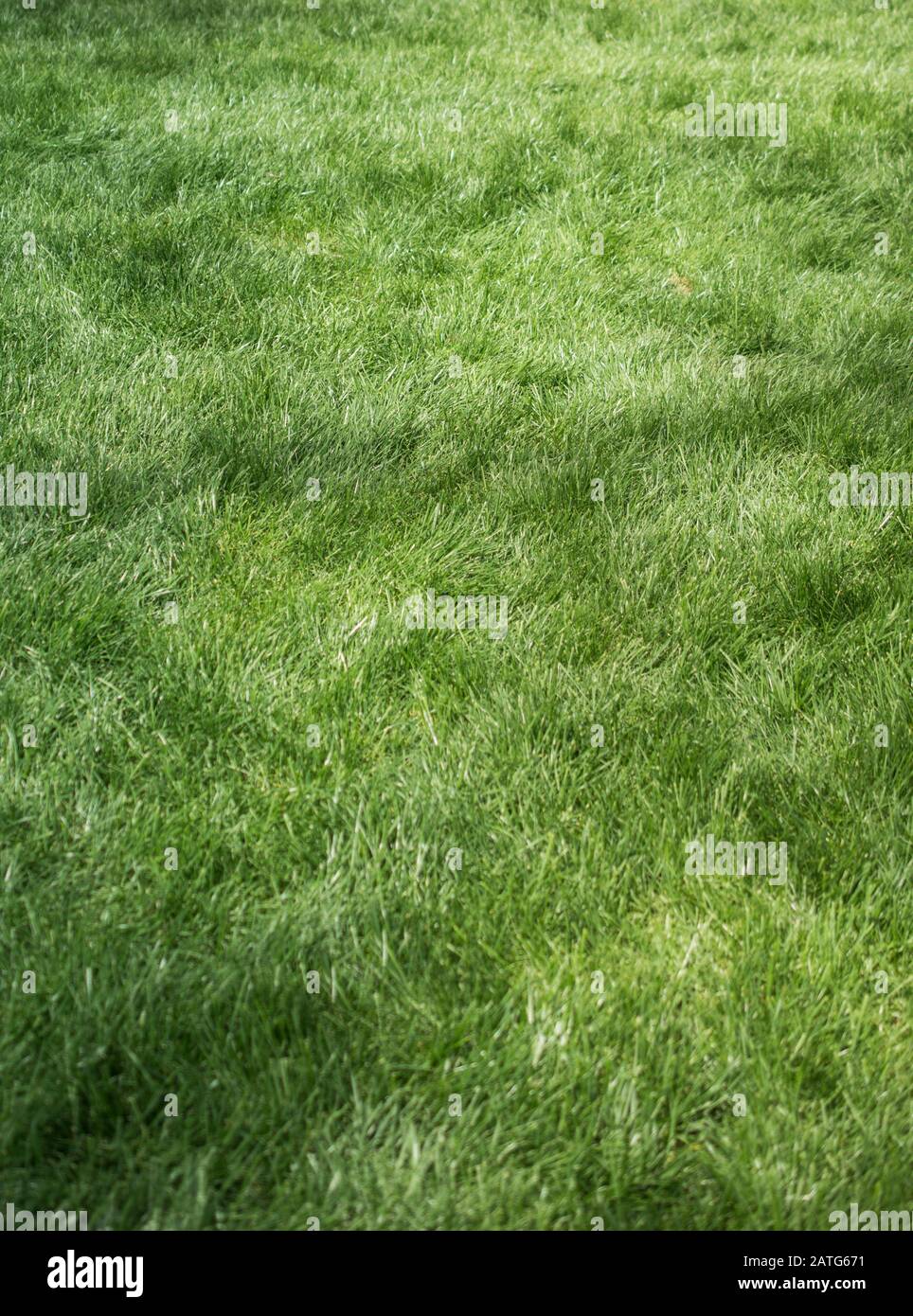 Green grass texture from a field Stock Photo - Alamy
