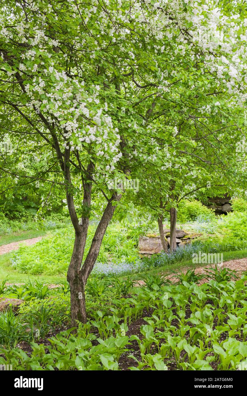 Malus domestica - Common Apple tree underplanted with Hosta 'Royal ...