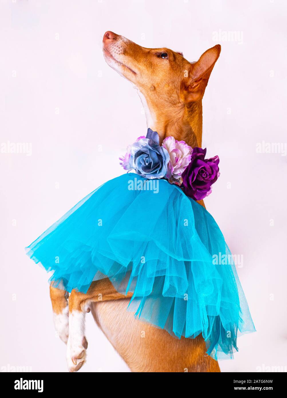 beautiful dancing dog wearing a costumed with tutu and flowers Stock ...