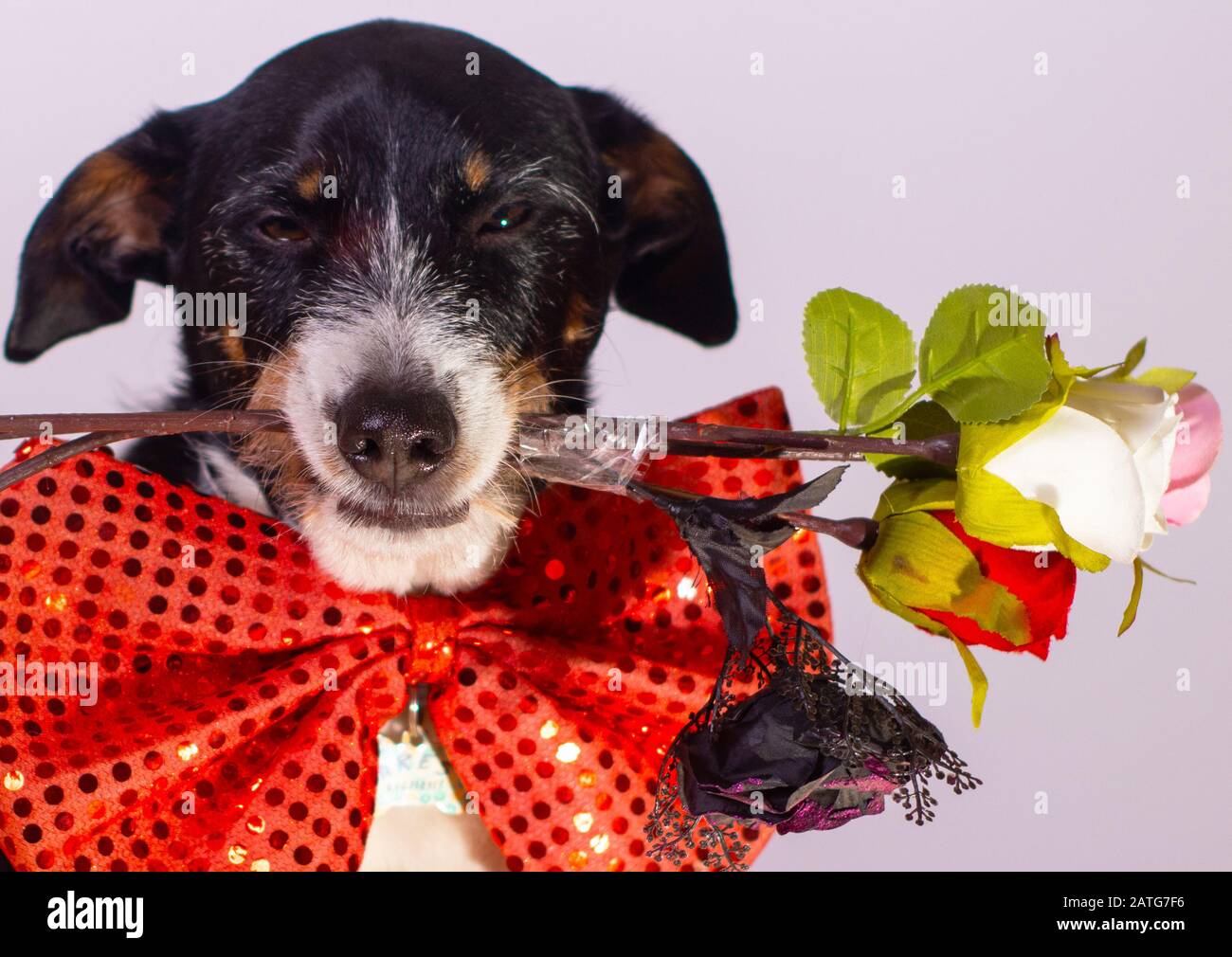 adorable dog with bouquet of flowers to give in valentine Stock Photo ...