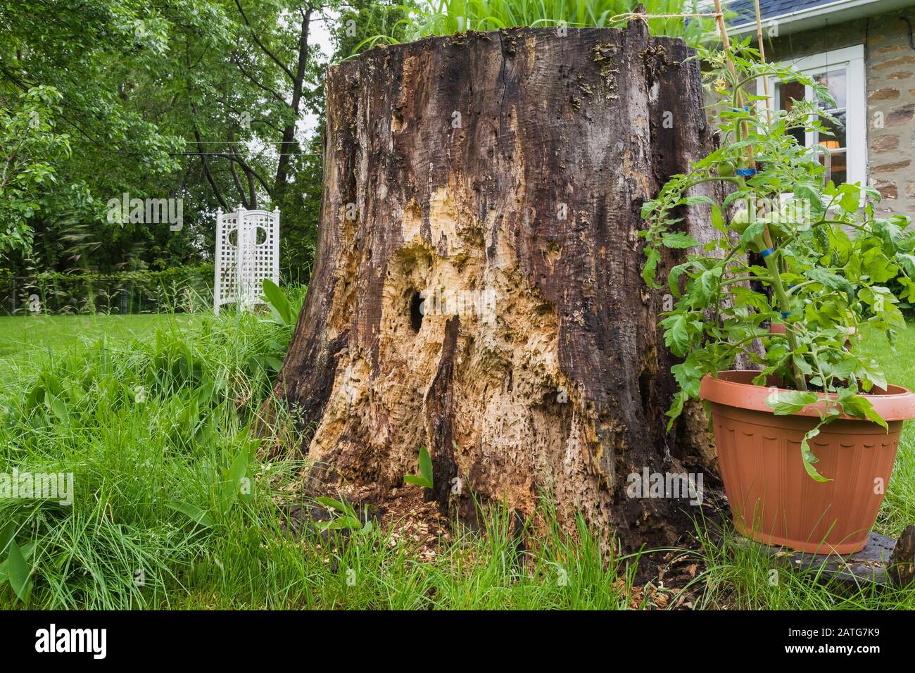 Lycopersicon esculentum - Tomatoes being grown in plastic terracotta ...