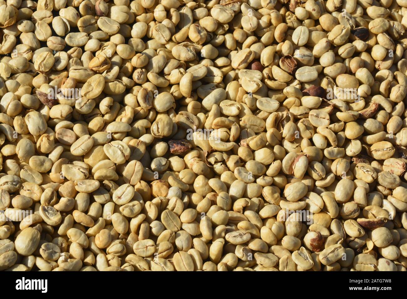Dry parchment coffee hi-res stock photography and images - Alamy