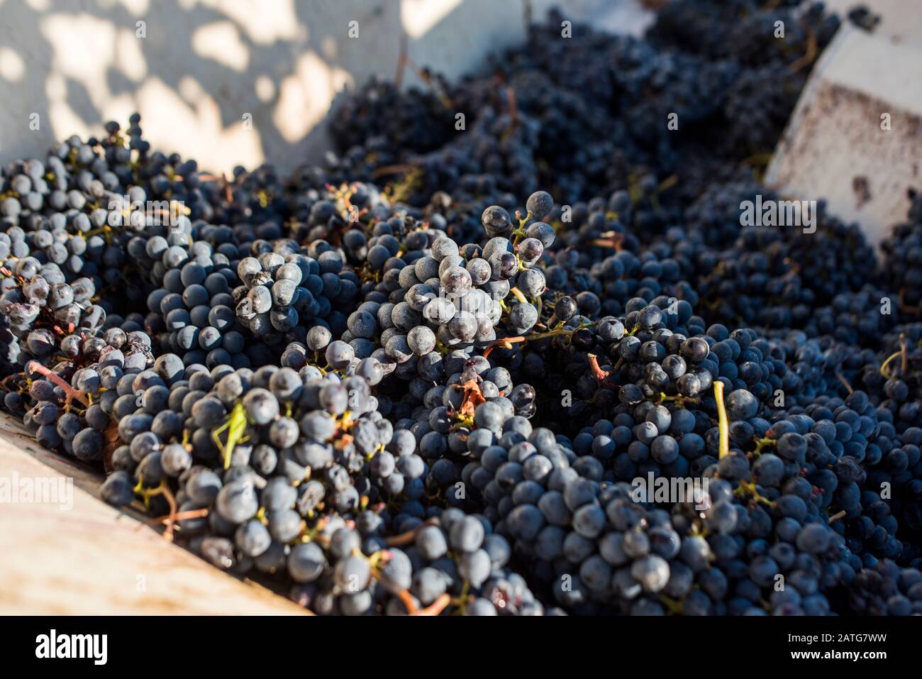Italy grape harvesting hi-res stock photography and images - Alamy
