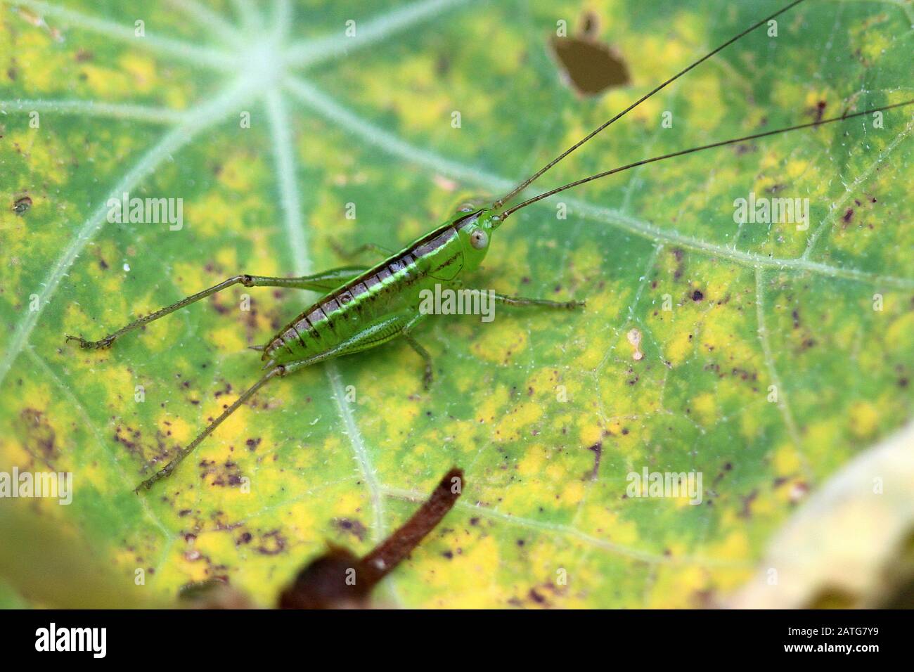 Conocephalus upoluensis hi-res stock photography and images - Alamy