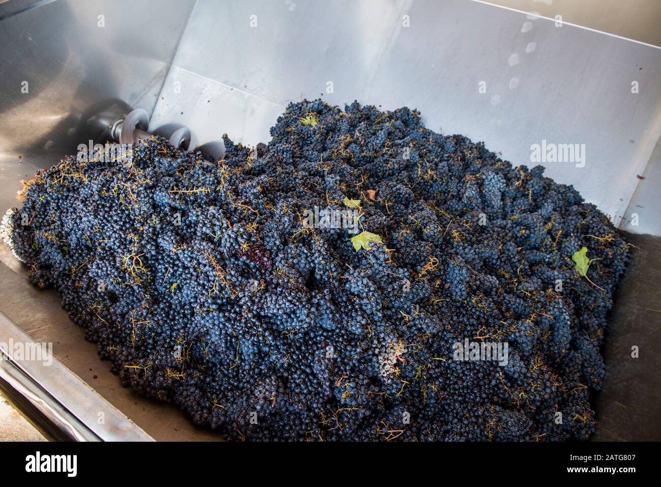 Grape harvest collected into mechanical crusher - destemmer, Italy ...