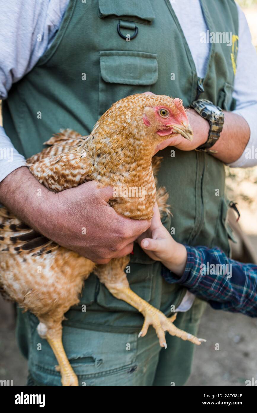 Man with hen hi-res stock photography and images - Alamy