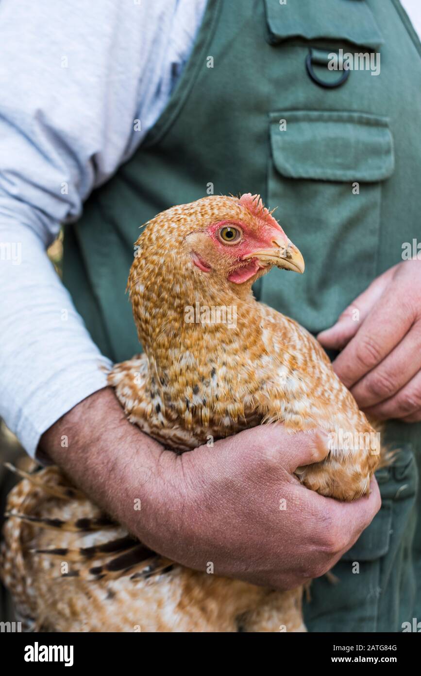 Italian man holding farm hen Stock Photo - Alamy