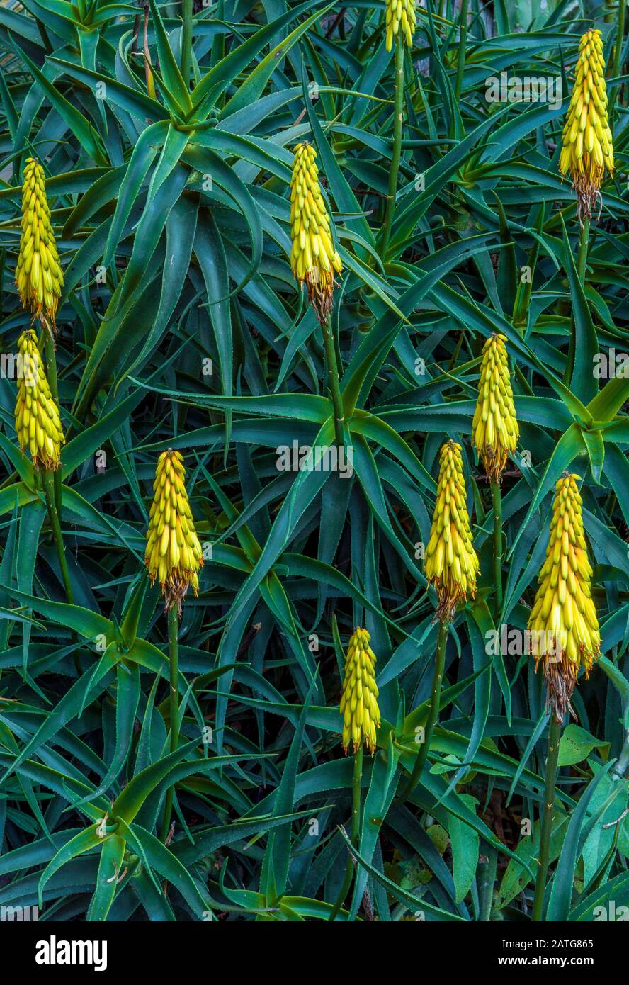 Aloe Vera Flowers, Fern Canyon Garden, Mill Valley, California Stock ...