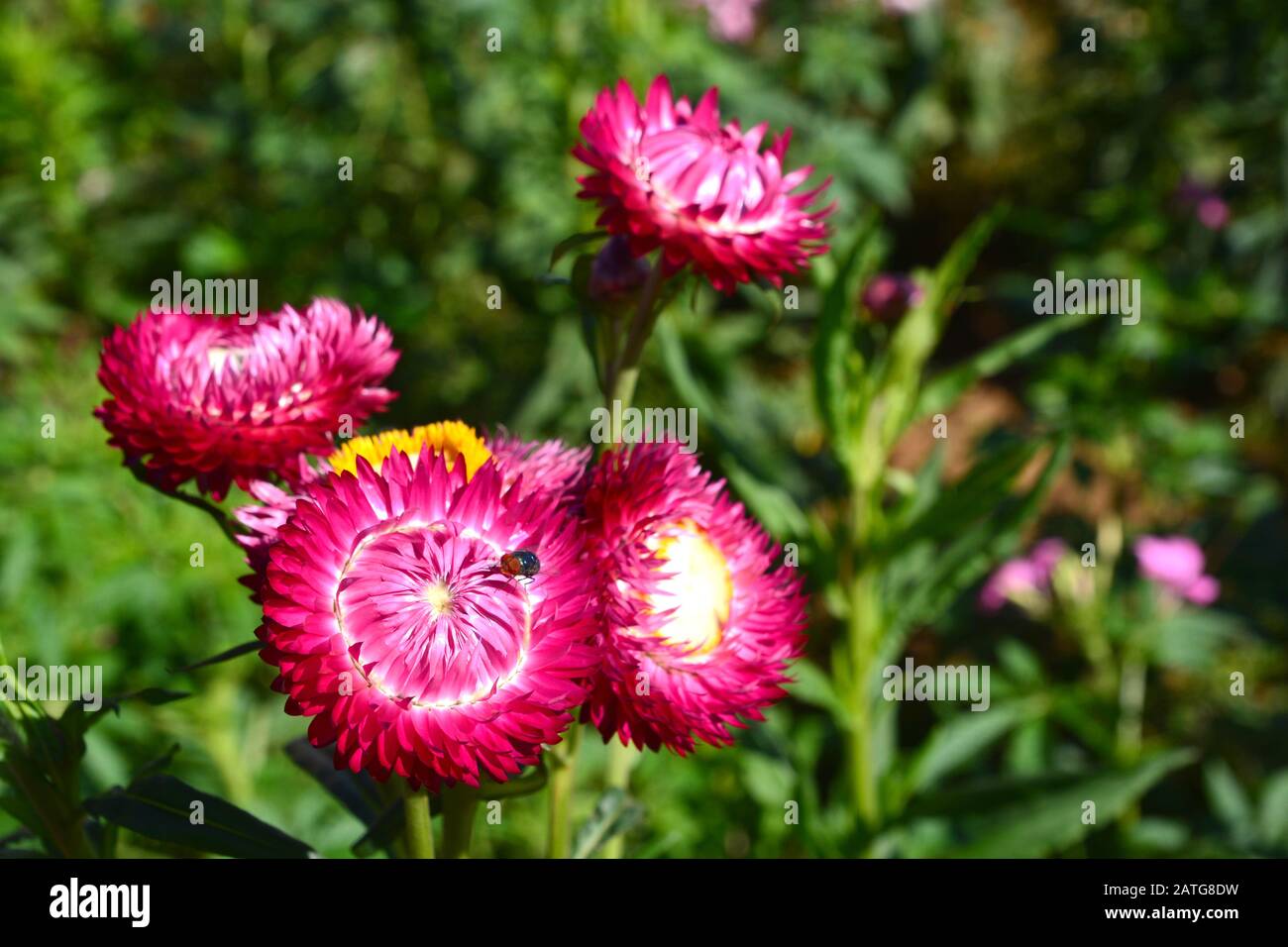 straw flower or everlasting or paper daisy flower and copy space for ...
