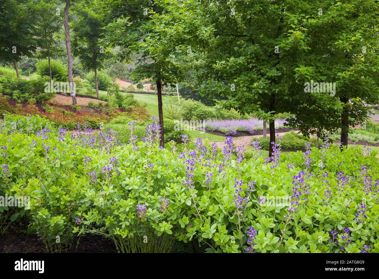 Dark blue Baptisia australis - False indigo, red Astilbe 'Jump and Jive ...