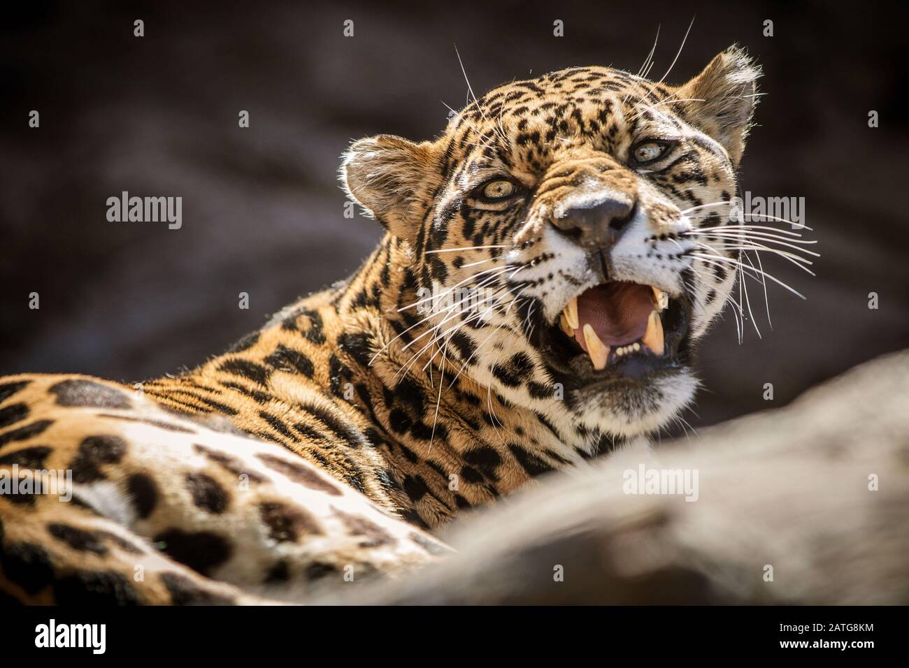 Cheetah Colors High Resolution Stock Photography and Images - Alamy