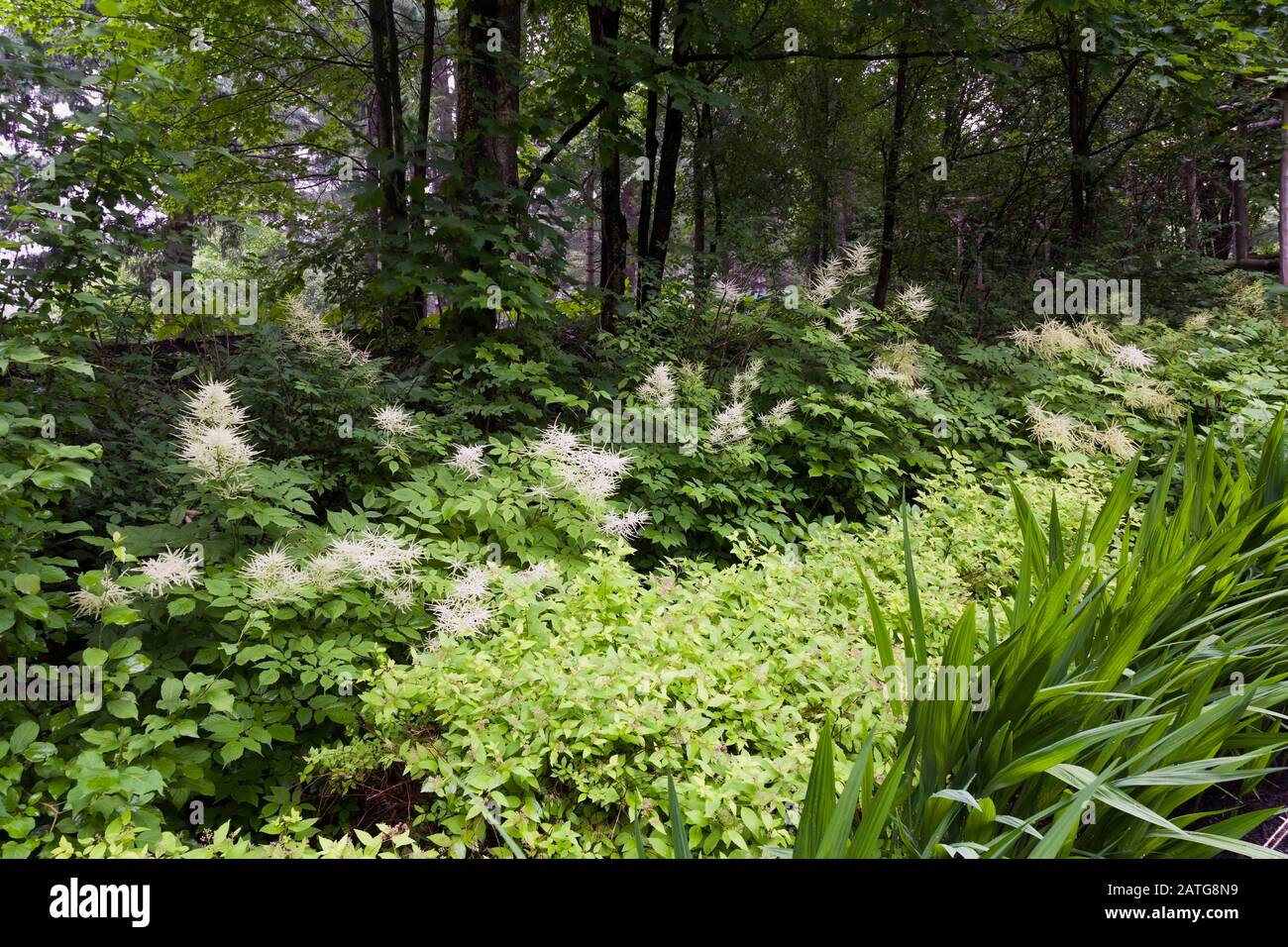 Acer - Maple trees underplanted with Aruncus dioicus - Goatsbeard in ...