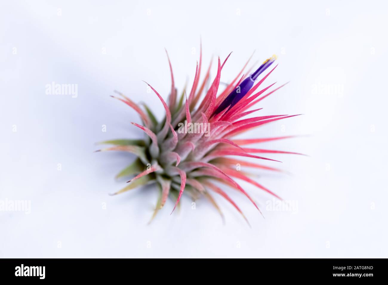 High contrast air plant in mid bloom against white background Stock ...