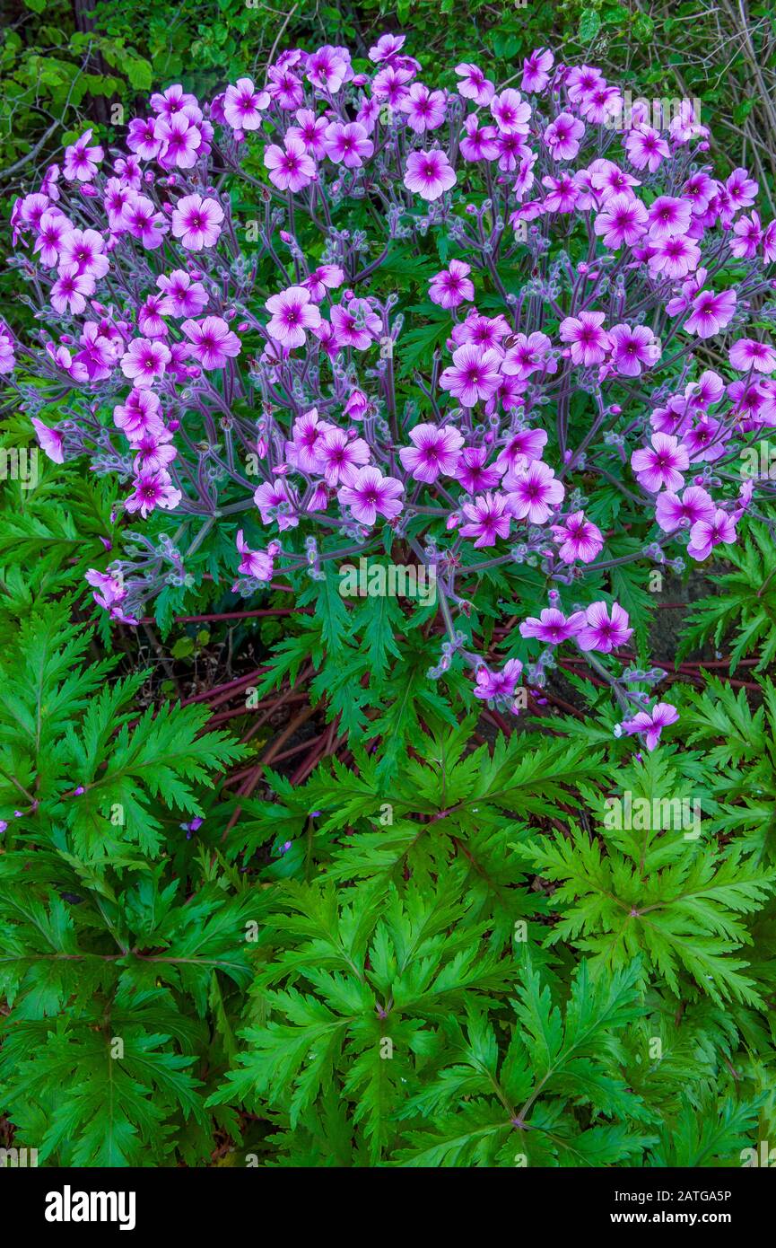 Geranium cultivation hi-res stock photography and images - Alamy