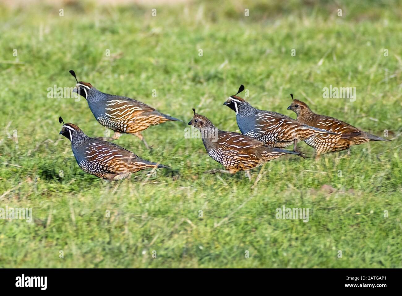 Flock of California Quail (Callipepla californica) running on the ...