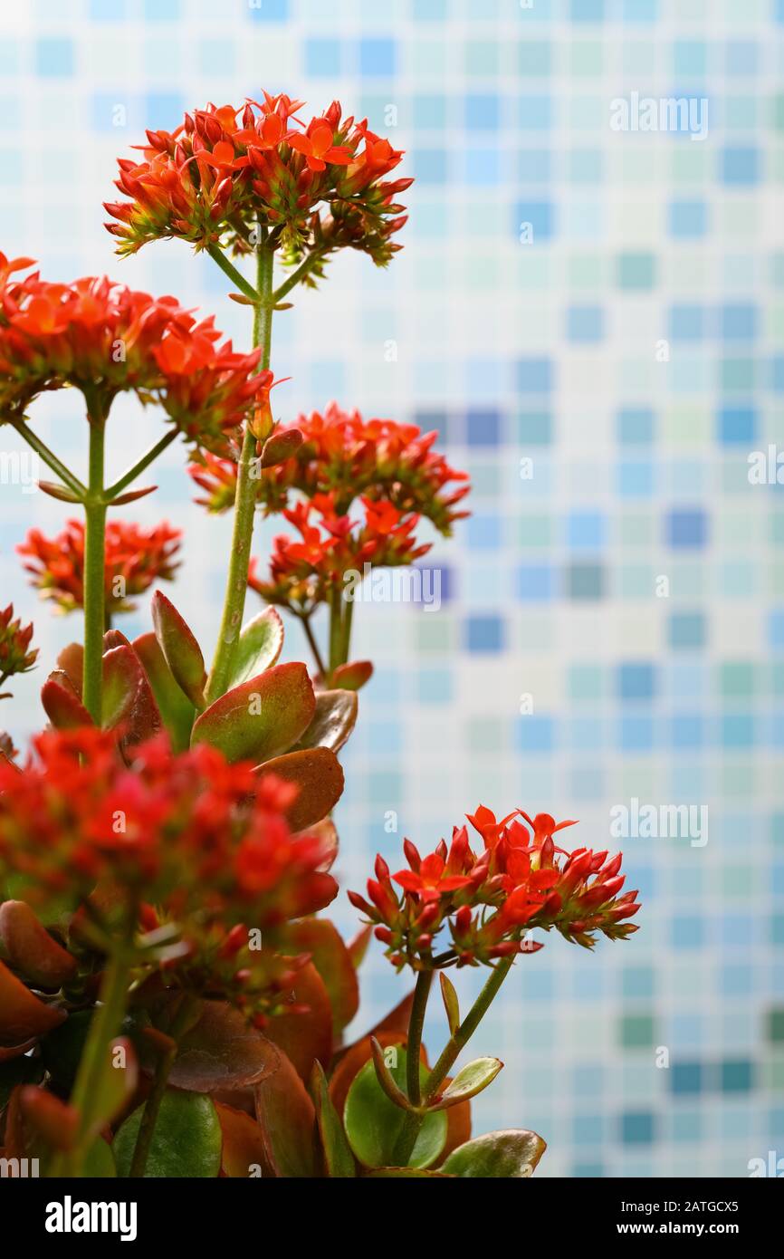 beautiful red flowers at vertical composition Stock Photo - Alamy