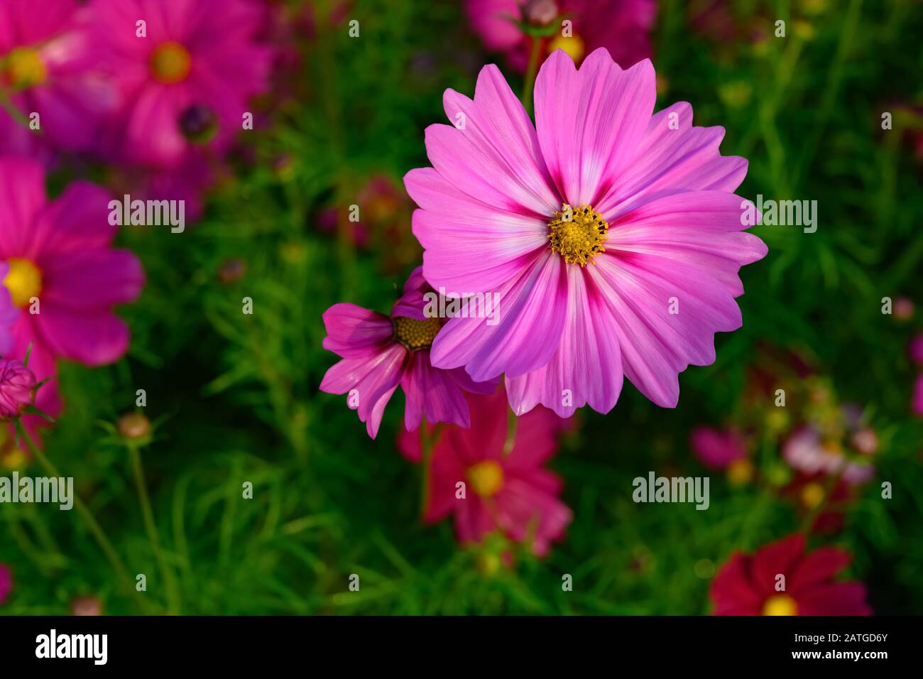 beautiful daisy or Cosmos bipinnata Cav Stock Photo - Alamy
