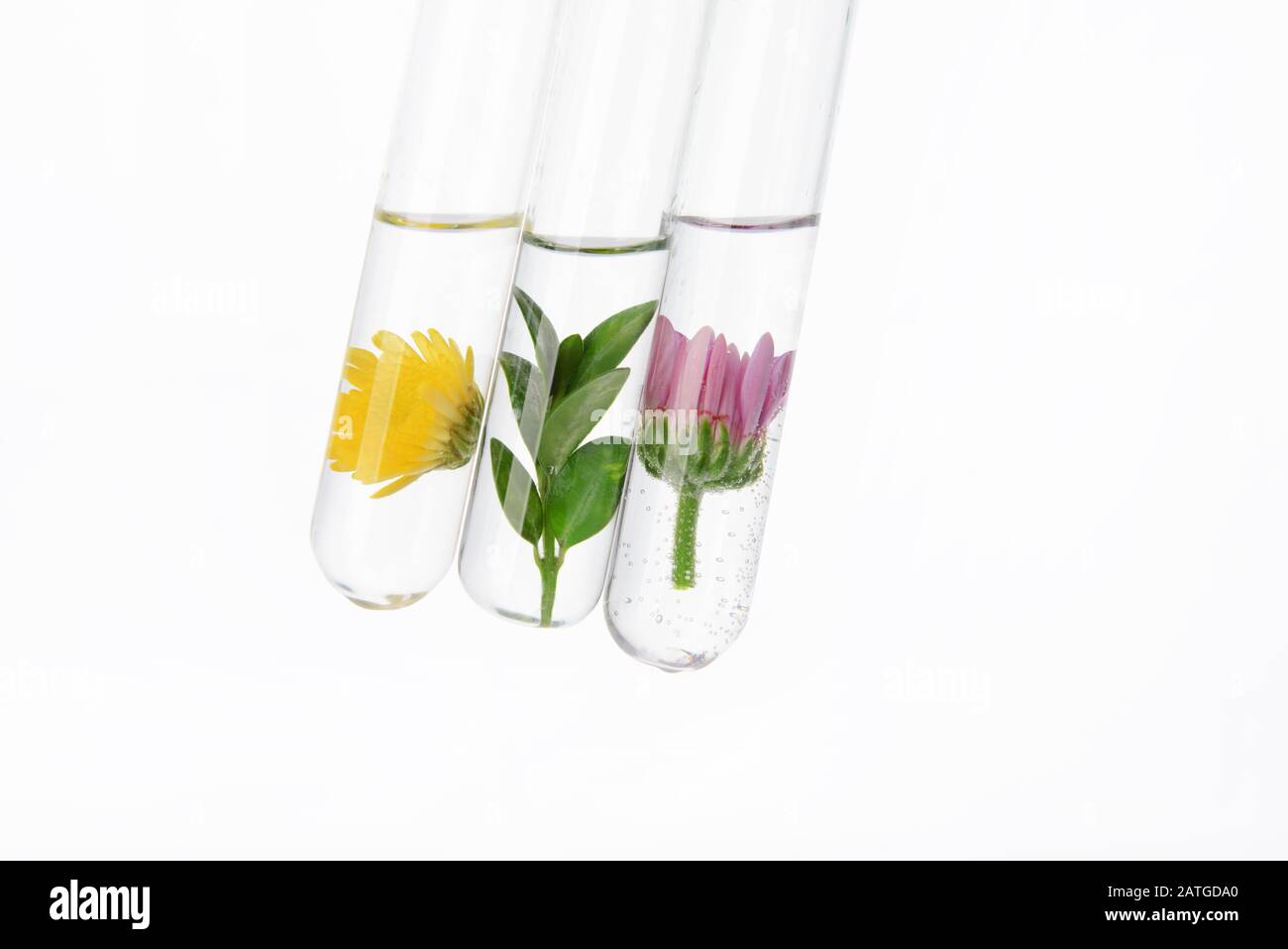 Extract plants Cut Out Stock Images & Pictures - Alamy