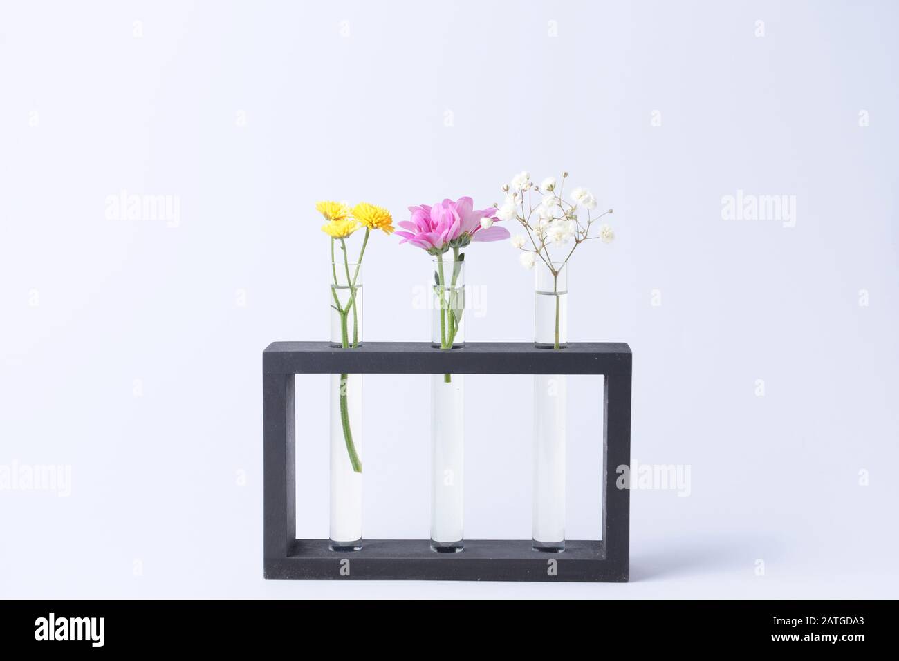 Test tubes with flowers on light background Stock Photo - Alamy