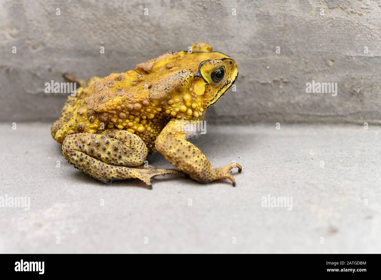 yellow frog on a concrete floor Stock Photo - Alamy