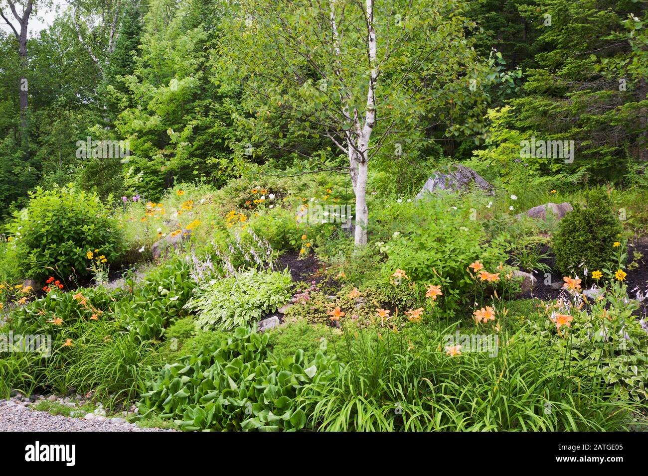 Orange Hemerocallis - Daylily, white Leucanthemum × superbum - Shasta ...