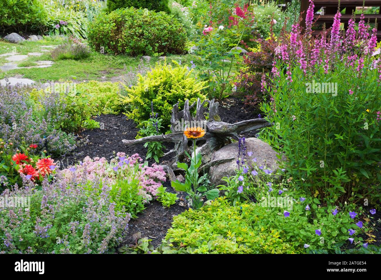 Red Dahlia, blue Nepeta - Catmint, orange Rudbeckia - Coneflower ...