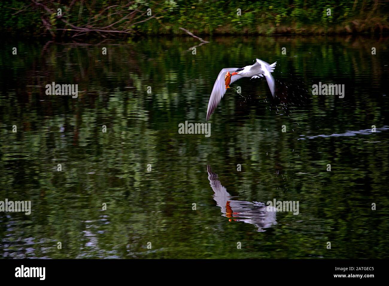 Flying bird with open wings hi-res stock photography and images - Alamy