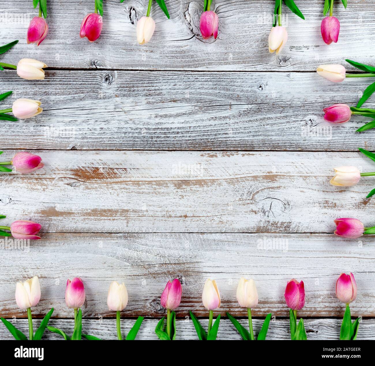 Mothers Day or Easter holiday concept with pink tulip box shaped border ...