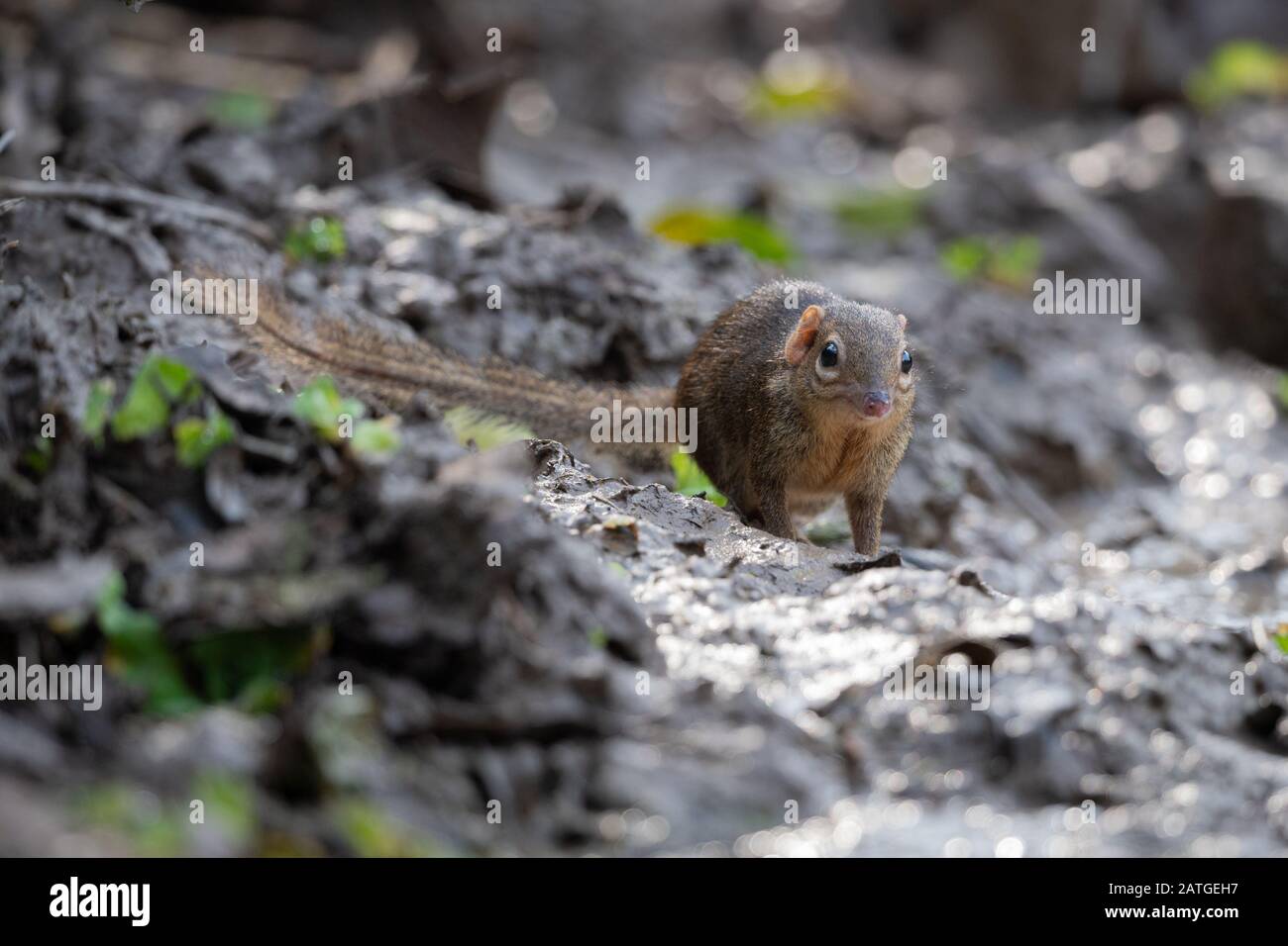 The northern treeshrew (Tupaia belangeri) is a treeshrew species native ...