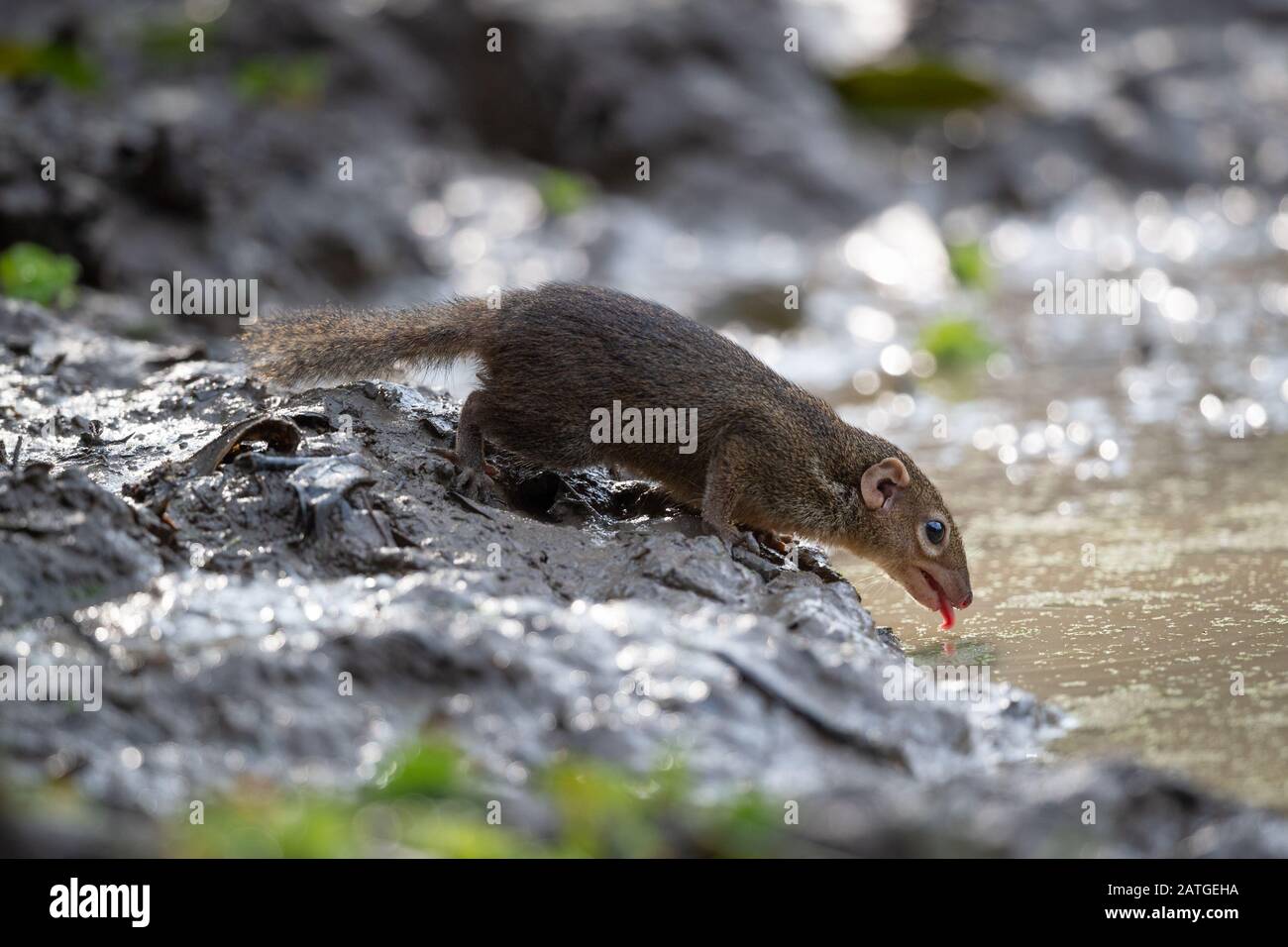 The northern treeshrew (Tupaia belangeri) is a treeshrew species native ...