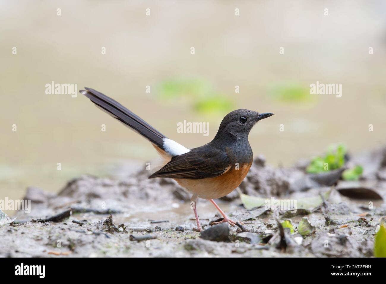 Shama bird hi-res stock photography and images - Alamy