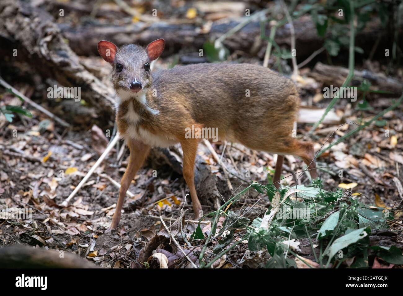 Tragulidae hi-res stock photography and images - Alamy
