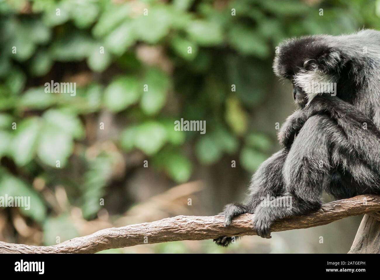 The Aesthetic Monkey High Resolution Stock Photography and Images - Alamy