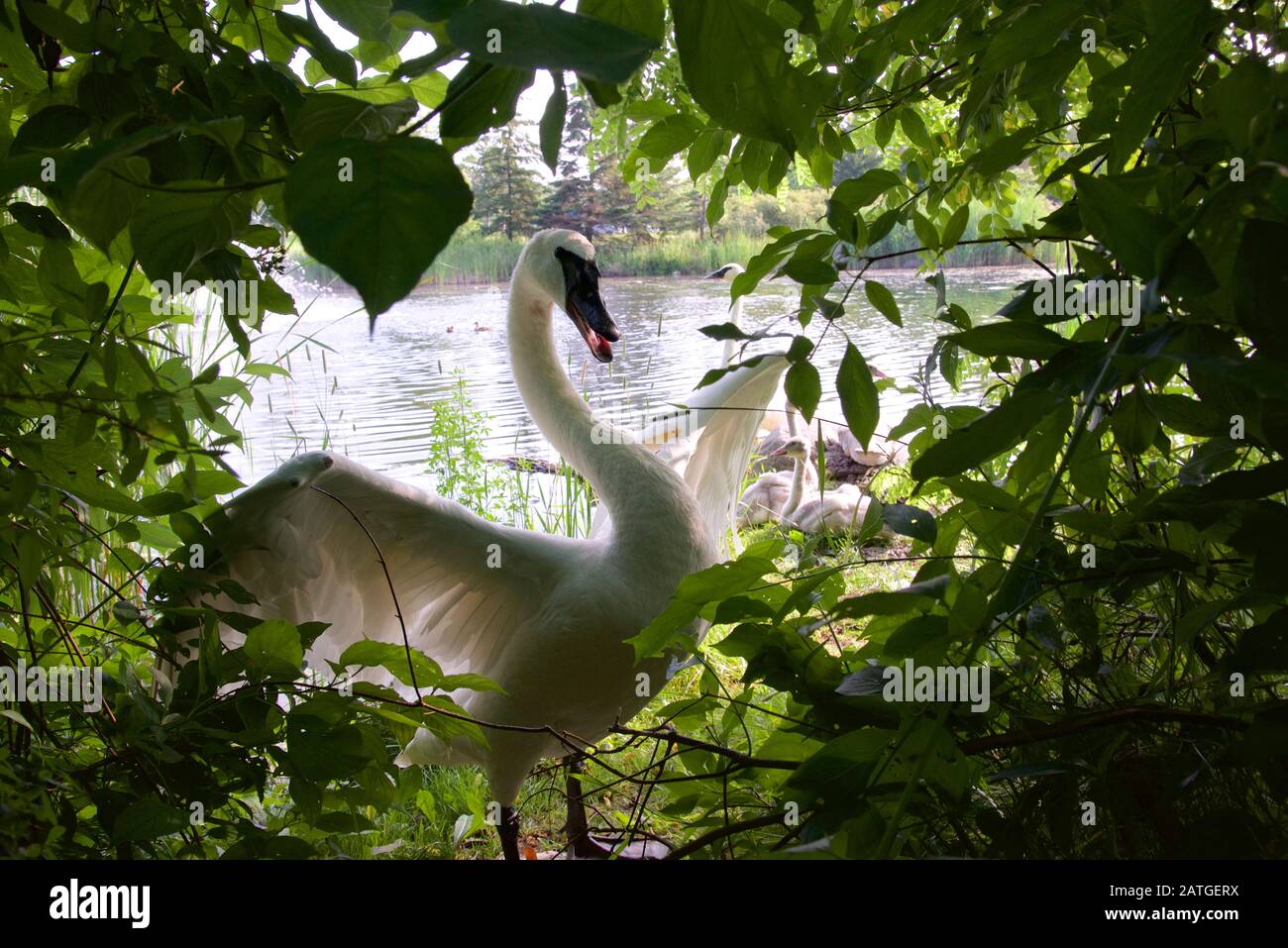 Swan flapping wings to protect the offspring Stock Photo - Alamy