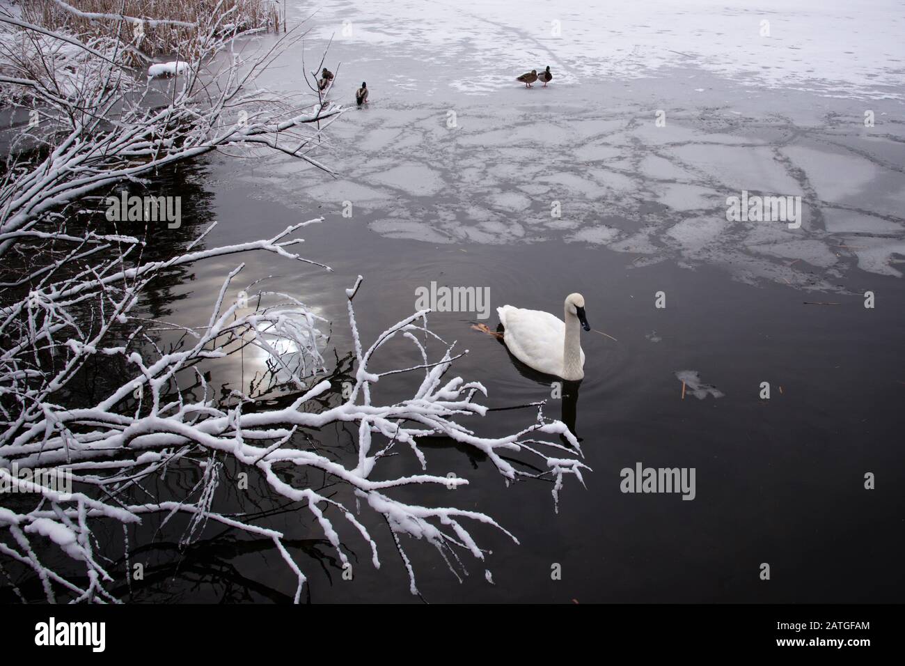 First snow fall hi-res stock photography and images - Alamy