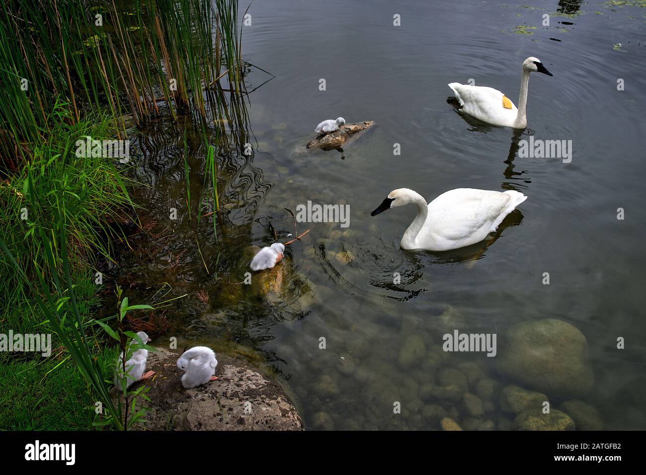 Swan family gathering with offspring Stock Photo - Alamy