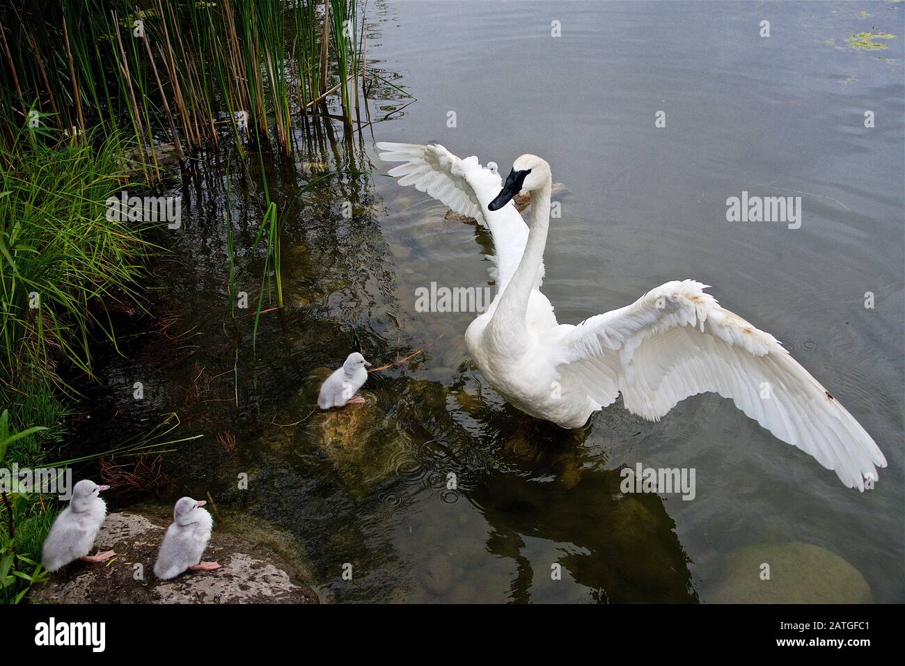 Swan flapping wings to protect the offspring Stock Photo - Alamy