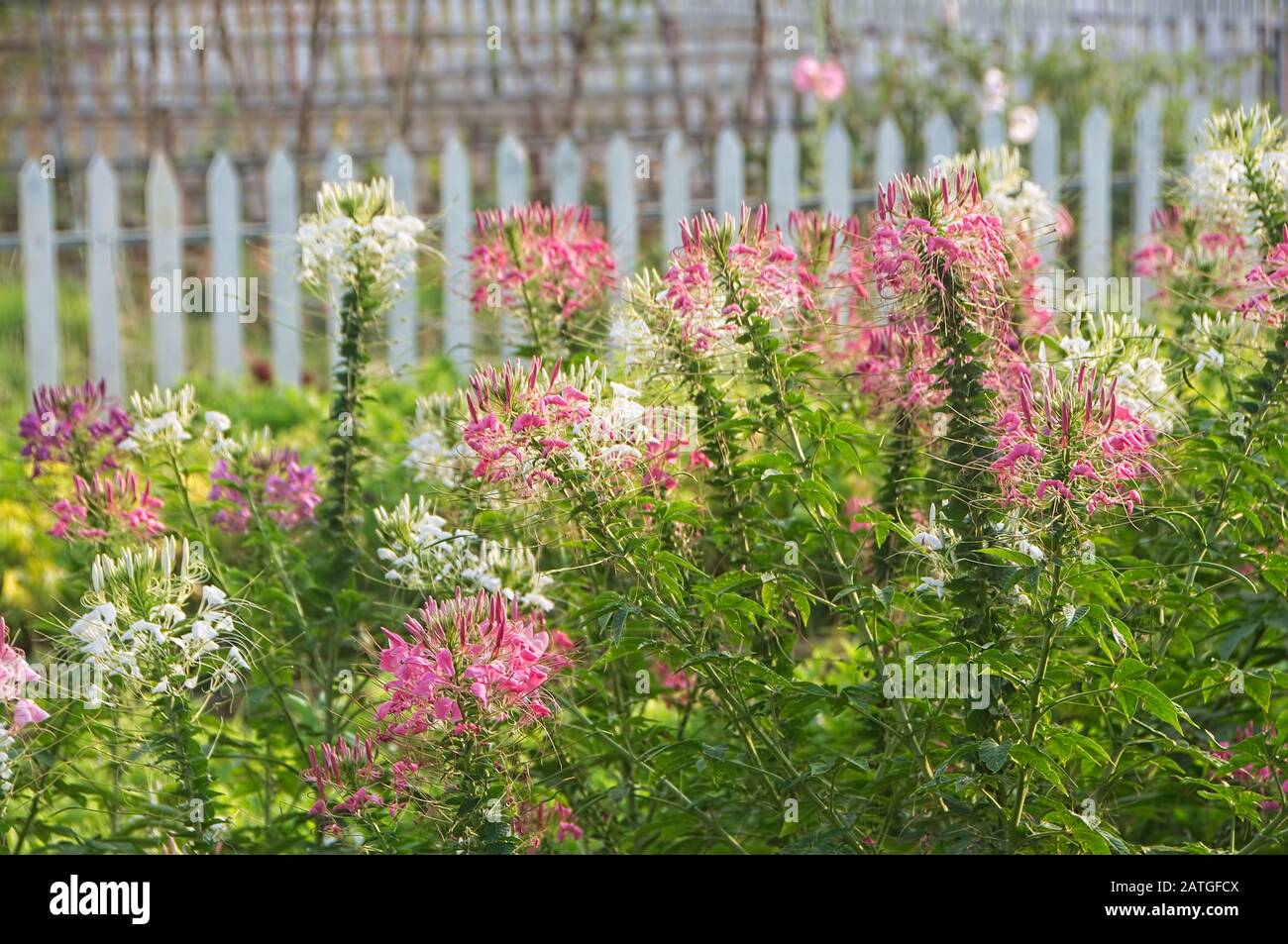 Spider flower(Cleome hassleriana) blooming in the garden, selective ...