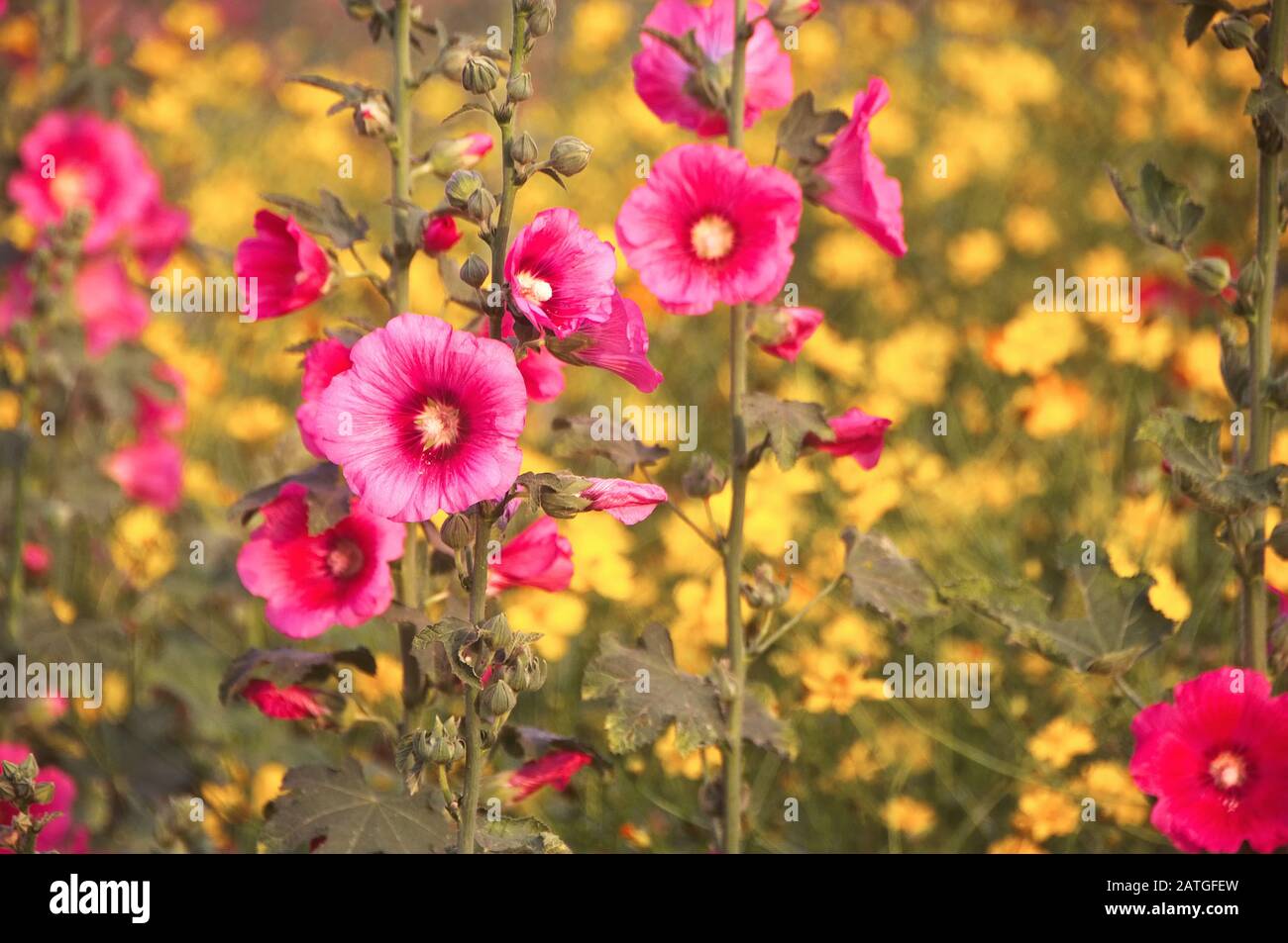 Hollyhock flower(Althaea rosea or Alcea rosea) blooming in the garden ...