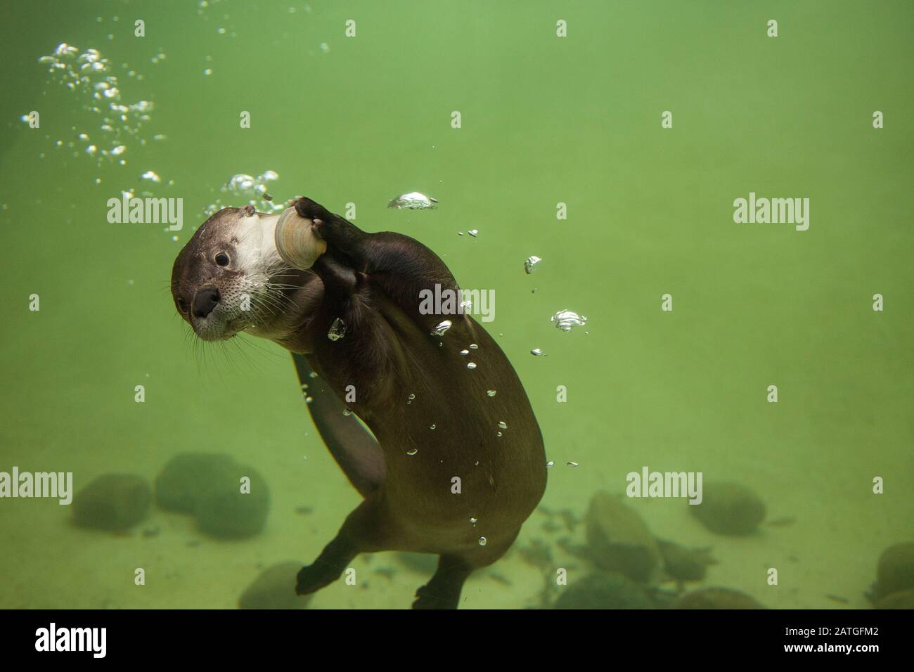 Sea Otter Underwater High Resolution Stock Photography and Images - Alamy