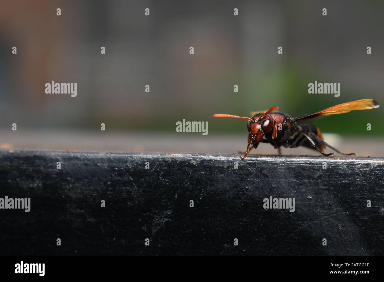 Hornet guard hi-res stock photography and images - Alamy