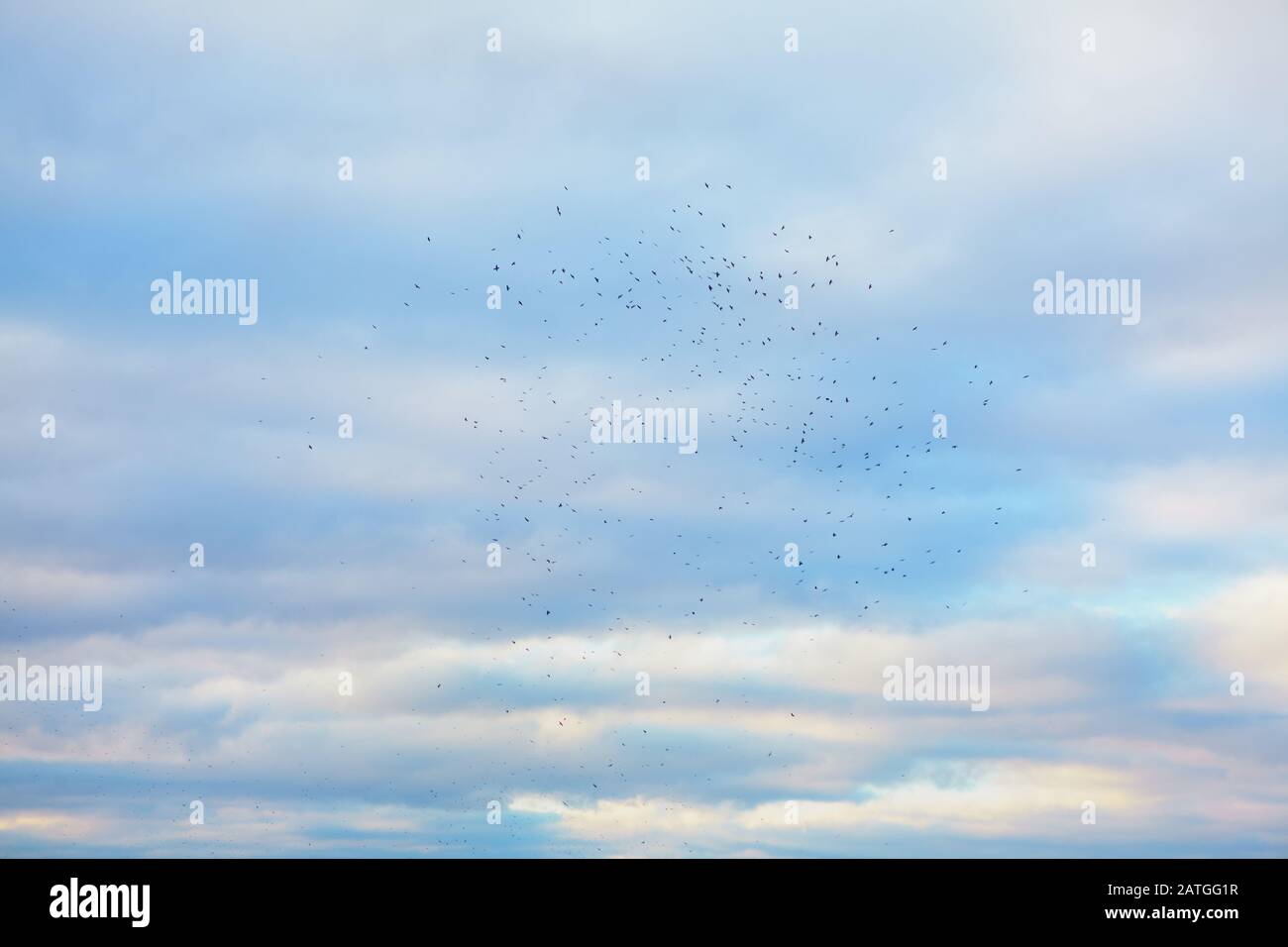 High skies flying birds hi-res stock photography and images - Alamy