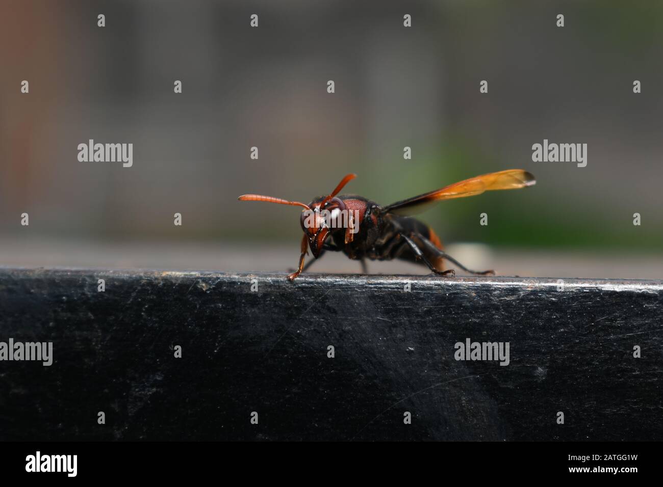 Hornets attack bees hi-res stock photography and images - Alamy
